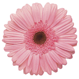 Monte seu Buquê - Floricultura Joinville